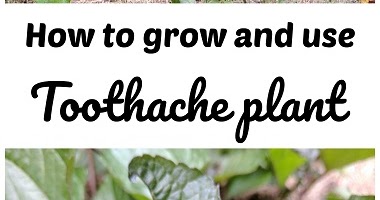 How to grow and use Toothache plant - Feathers in the woods