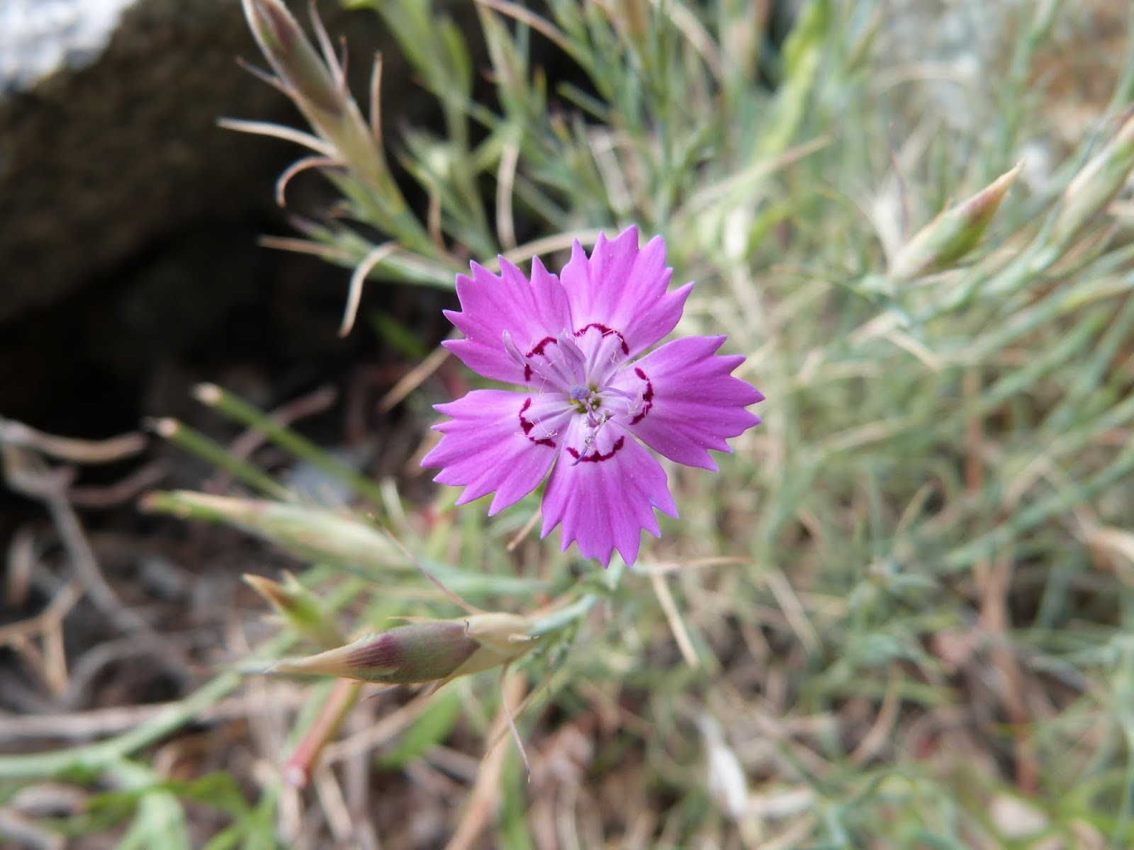 Frumusetile naturii: Garofita pitica de stanca (Dianthus nardiformis)