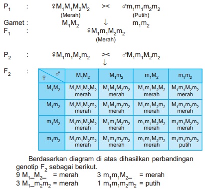 BIOLOGI SMA: Penyimpangan Hukum Mendel