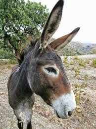 HABLANDITO: Conejo llamando orejón al burro