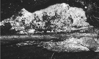 Deformutilation: Adipocere