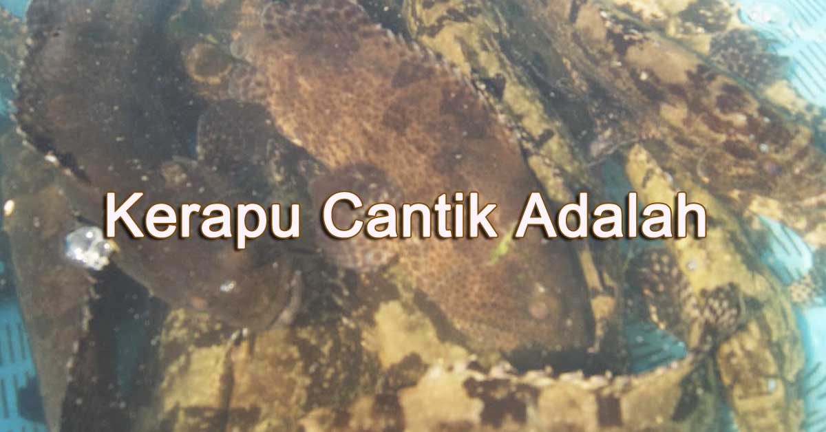 Kerapu Cantik Adalah - Budidaya Ikan Kerapu 0822 3629 7658 Mulia Kerapu ...