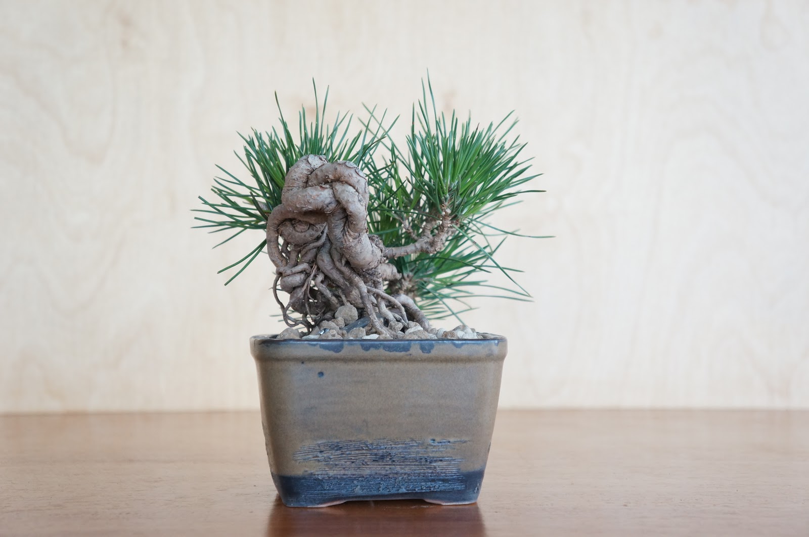 Pinus Thunbergii Neagari Shohin