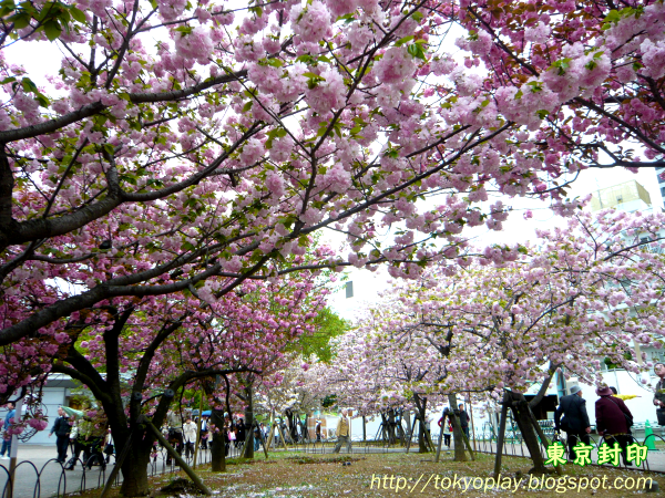 大阪造幣局漫天飛舞櫻花道饗宴之旅 ~ 東京封印