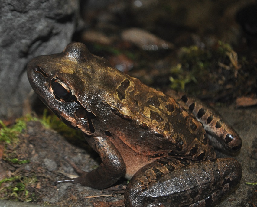 ZOOTOGRAFIANDO (6.096 ANIMALS): RANA GIGANTE DE ISLA MONTSERRAT / GIANT ...