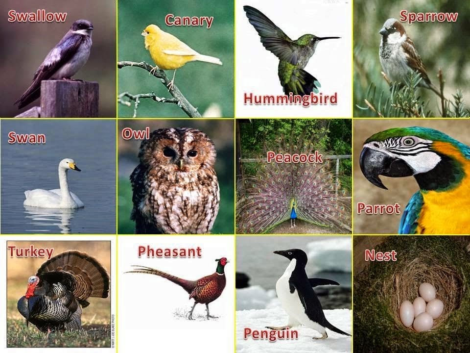 English For Beginners