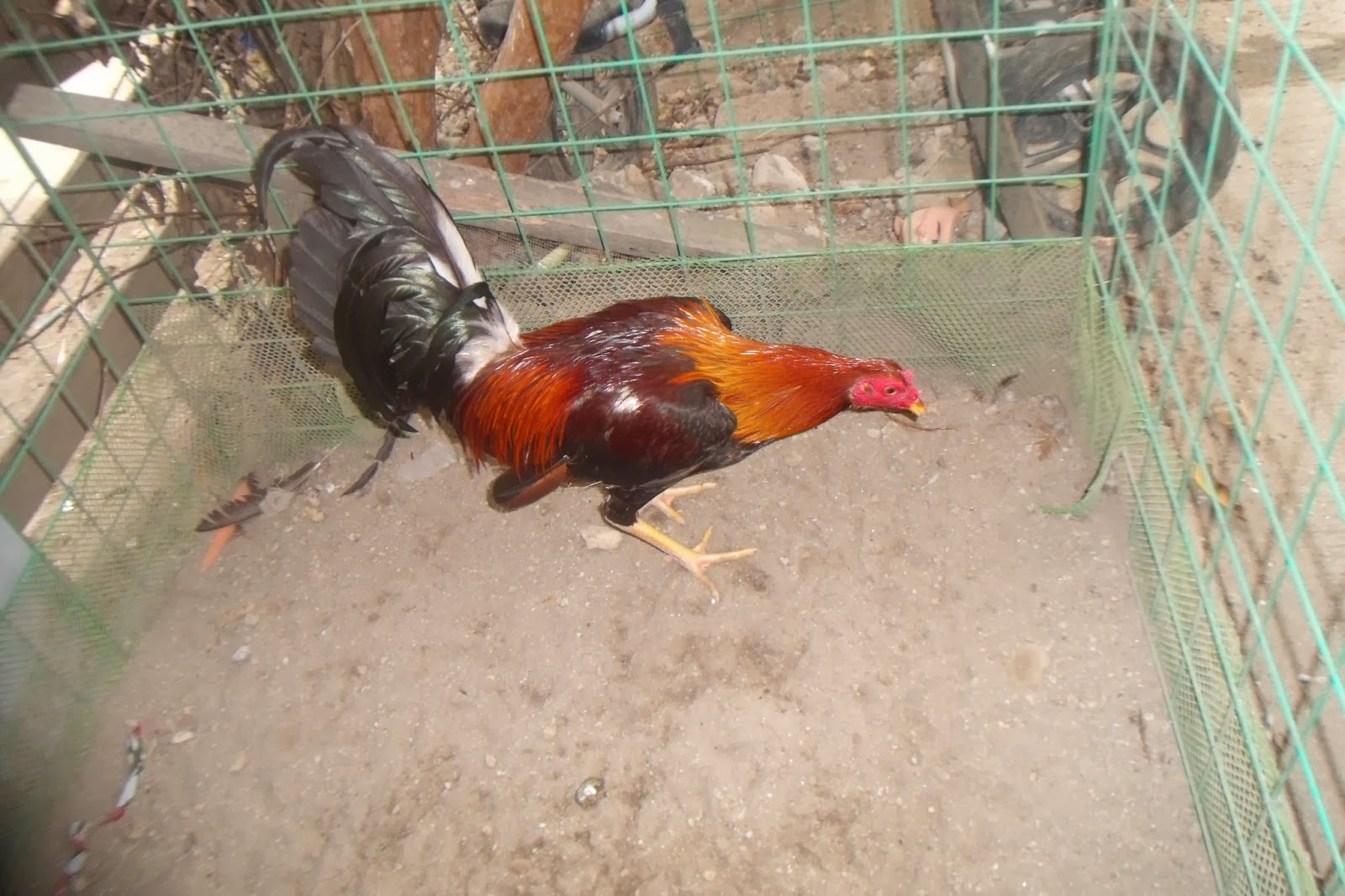 crazeemum: Manok! Manok! kayo dyan!!!