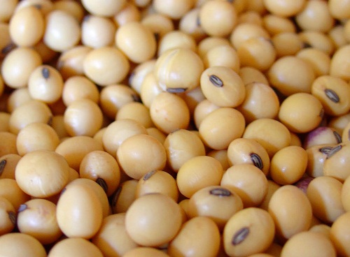 Resep Membuat Susu Kedelai Murni Sendiri - Lumbung Resep