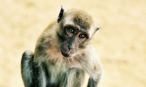 shiny purple pumpkin: EBOLA, PROBLEMA DE TODOS