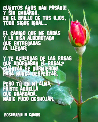 POESÍA Y TRANSICIONES: TIEMPO DE ROSAS...