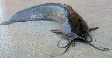 inilah 6 jenis ikan lele yang populer di indonesia - KEMBANG LELE