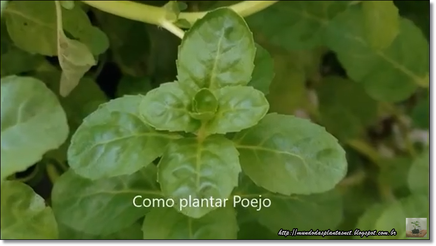 Mundo das Plantas : 2017