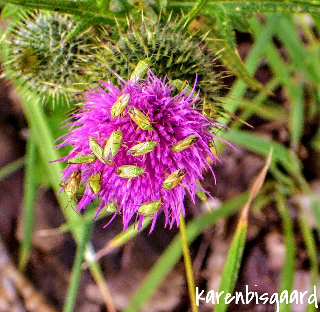 Karen`s Nature Photography: Green Insects Visiting Thistle Flower.