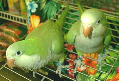 CATHOLIC CHARISMATIC RENEWAL-ST. JOSEPH UNIVERSITY-TZ: CHRISTIAN; A Parrot?