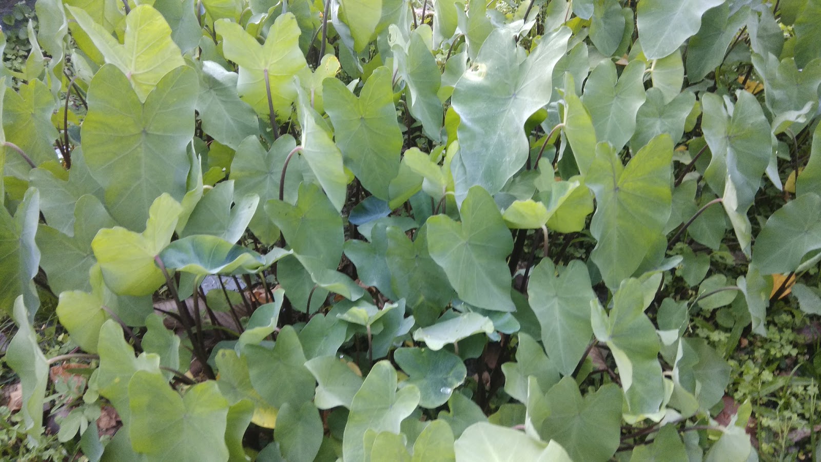 Kasu Taro কচু ~ Daily Assam