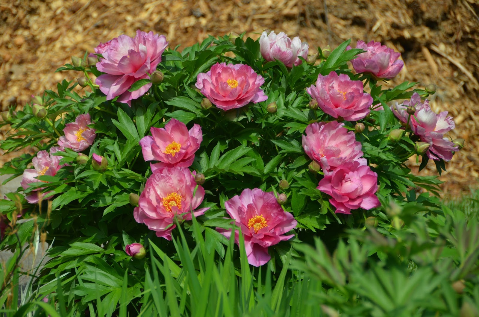Southern Peony: 2016 Best Performer Again Peony 'Keiko' with 77 Buds!