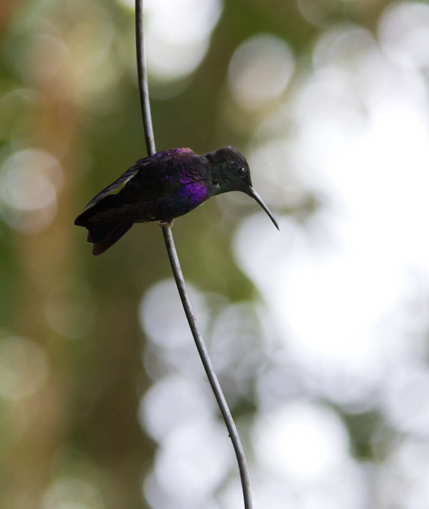 The Hallowed Honeymoon Hummingbird Hunt - Costa Rica - Part 7 - Rancho ...