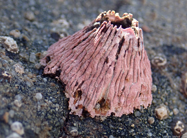 The Natural History of Bodega Head: Pink volcano