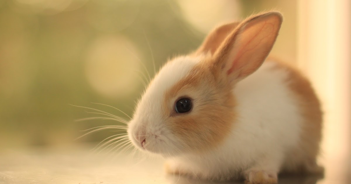 El primer día de nuestro conejo en casa | Nosotros y las mascotas