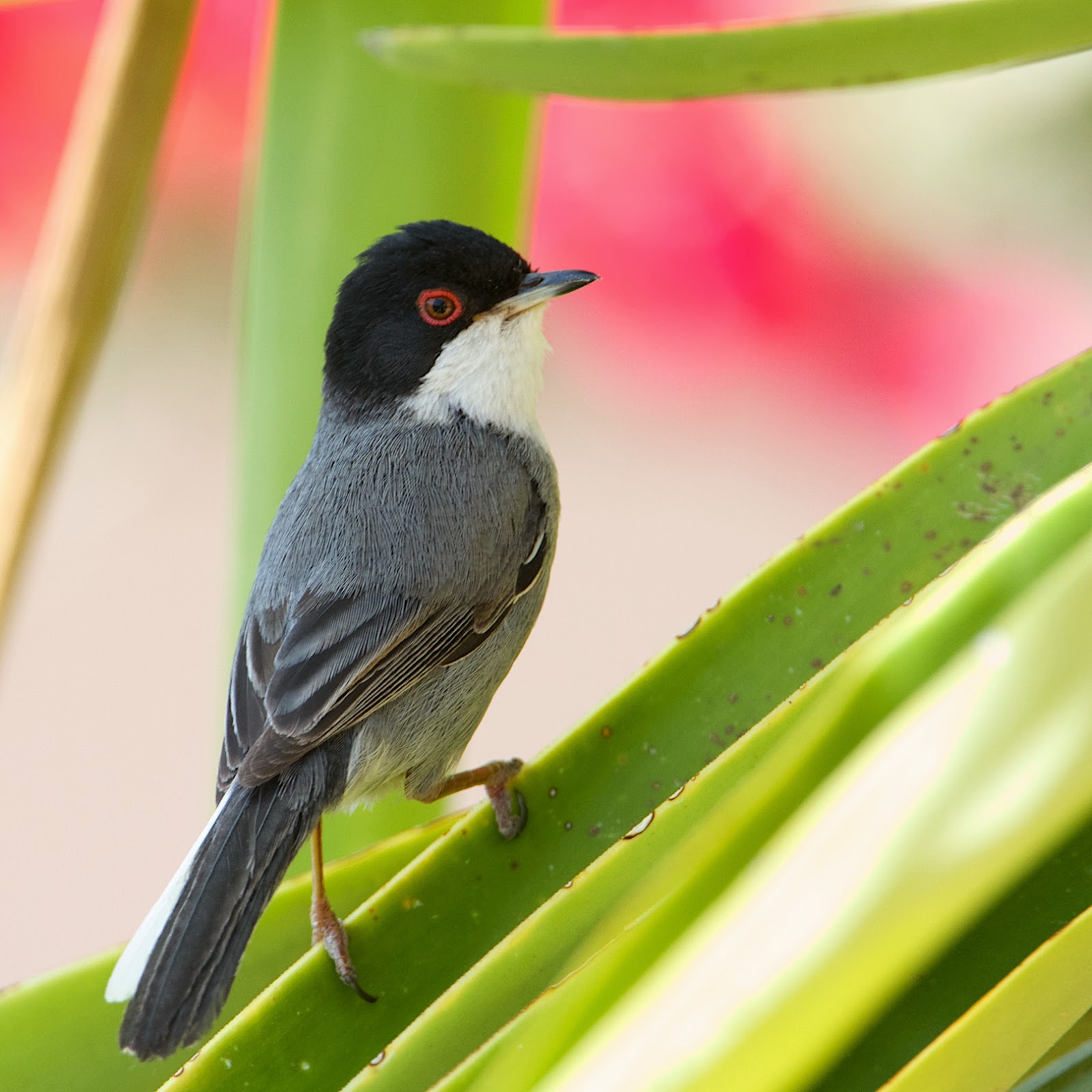 Charlie Sargent's bird ringing: Port Andratx Majorca birds