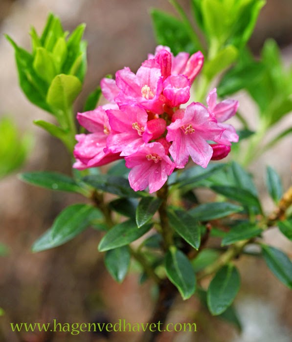 Hagen ved havet: Alperose ( Rhododendron ferrugineum )