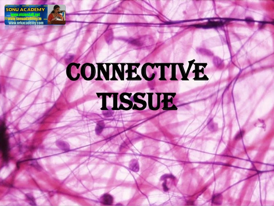 SONU ACADEMY: CONNECTIVE TISSUE-TEXT
