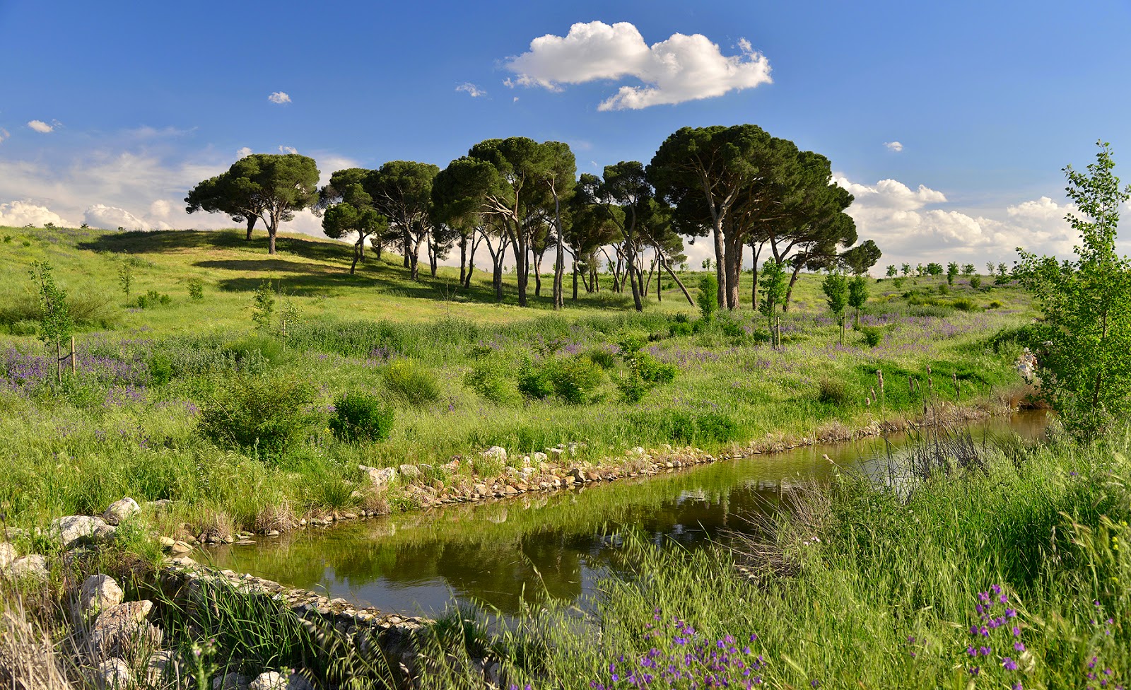 Parque forestal de Valdebebas en Madrid (Parque Felipe VI) ~ Jardinería ...