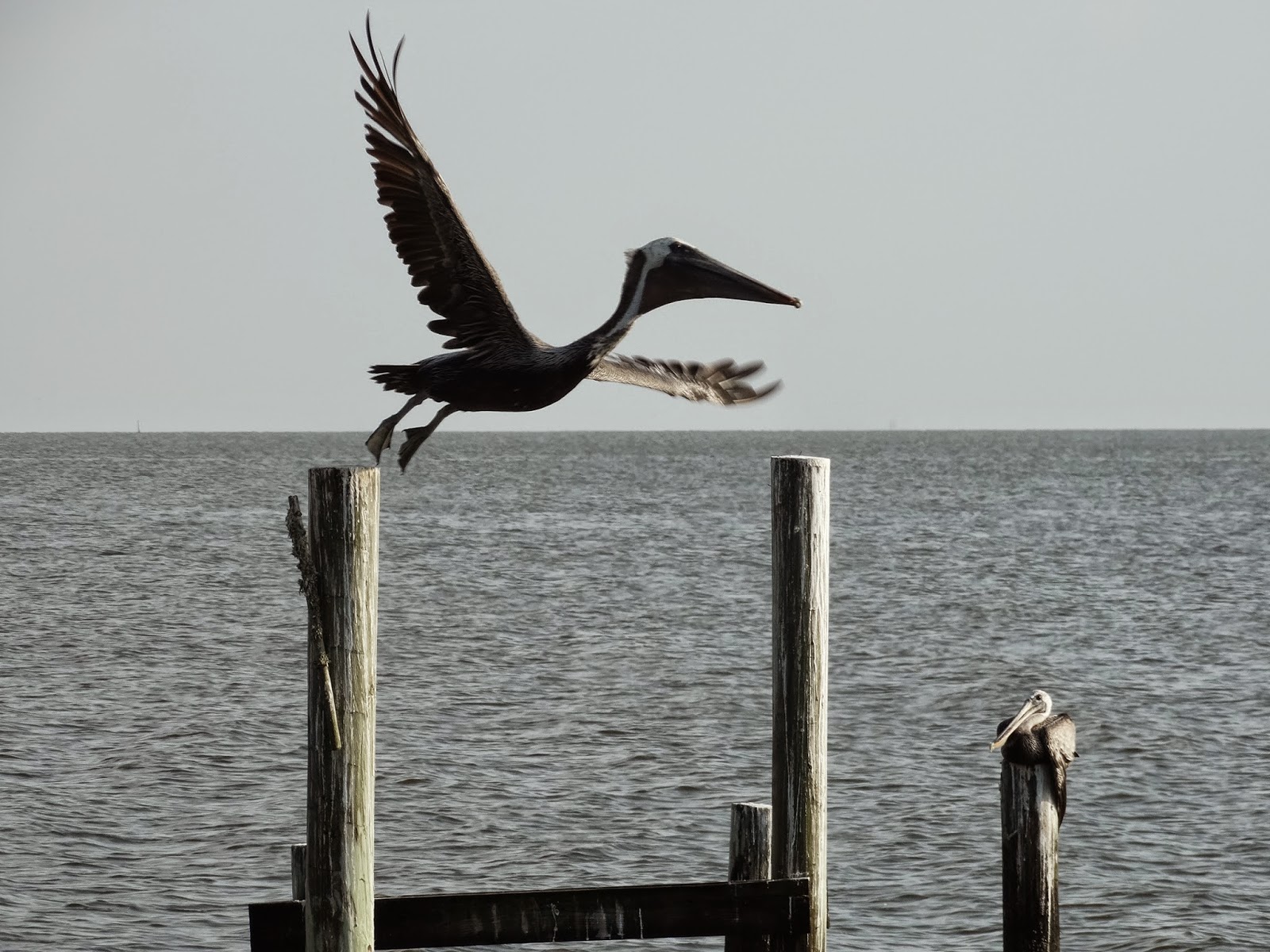 Pelicans of Bayou Coden
