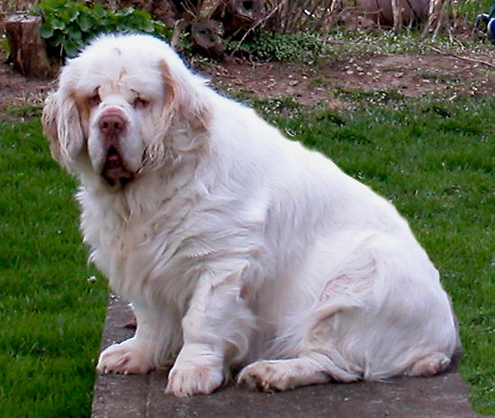Clumber Spaniel | Facts Information & New Pictures | All Wildlife ...