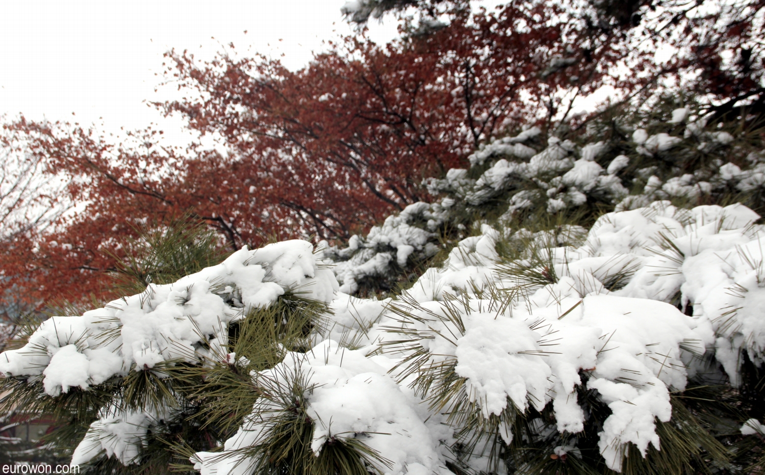El centro de Seúl tras la mayor nevada del invierno [Eurowon]