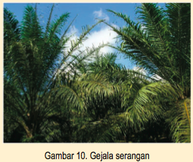 Setora nitens: Informasi Organisme Pengganggu Tanaman Ulat api DARNA SPP