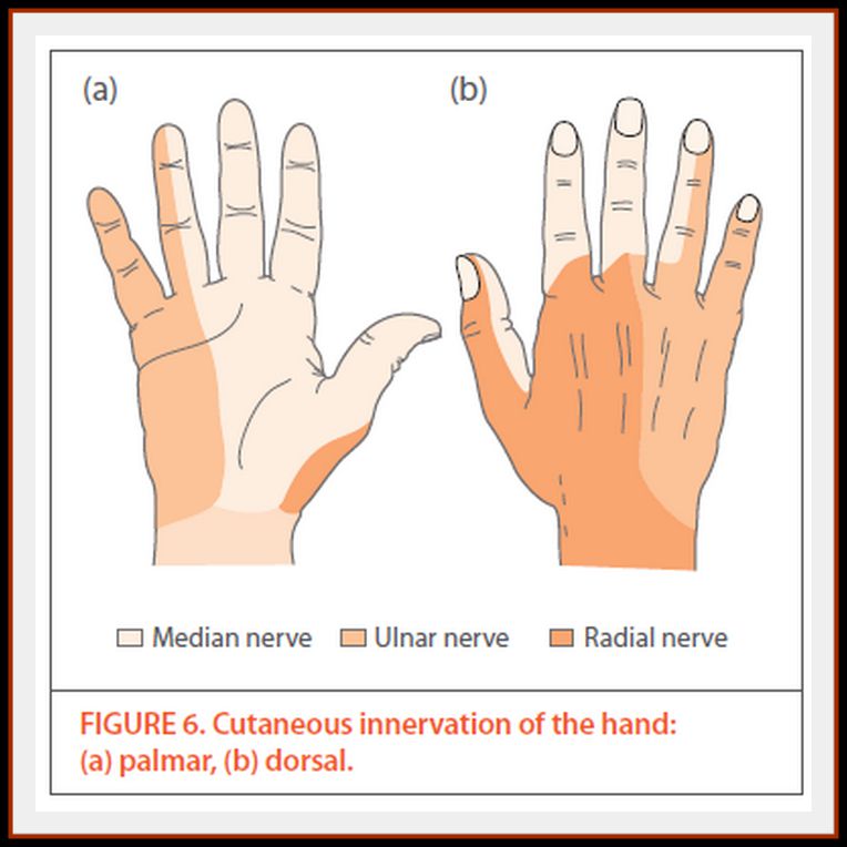 truthlady3: Dermatomes Dermal Segmentation