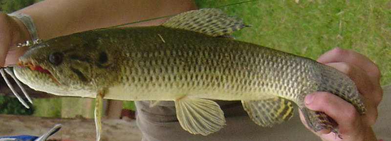 SABOR DE PESCA: TRAIRA ISCAS ARTFICIAIS OU NATURAIS