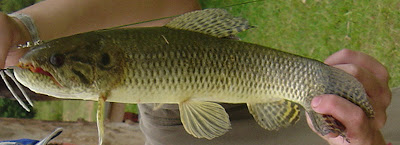 SABOR DE PESCA: TRAIRA ISCAS ARTFICIAIS OU NATURAIS