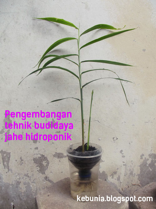 Kebun Mania Bertanam Tak Harus Di Tanah: Pengembangan Inovasi Budidaya ...