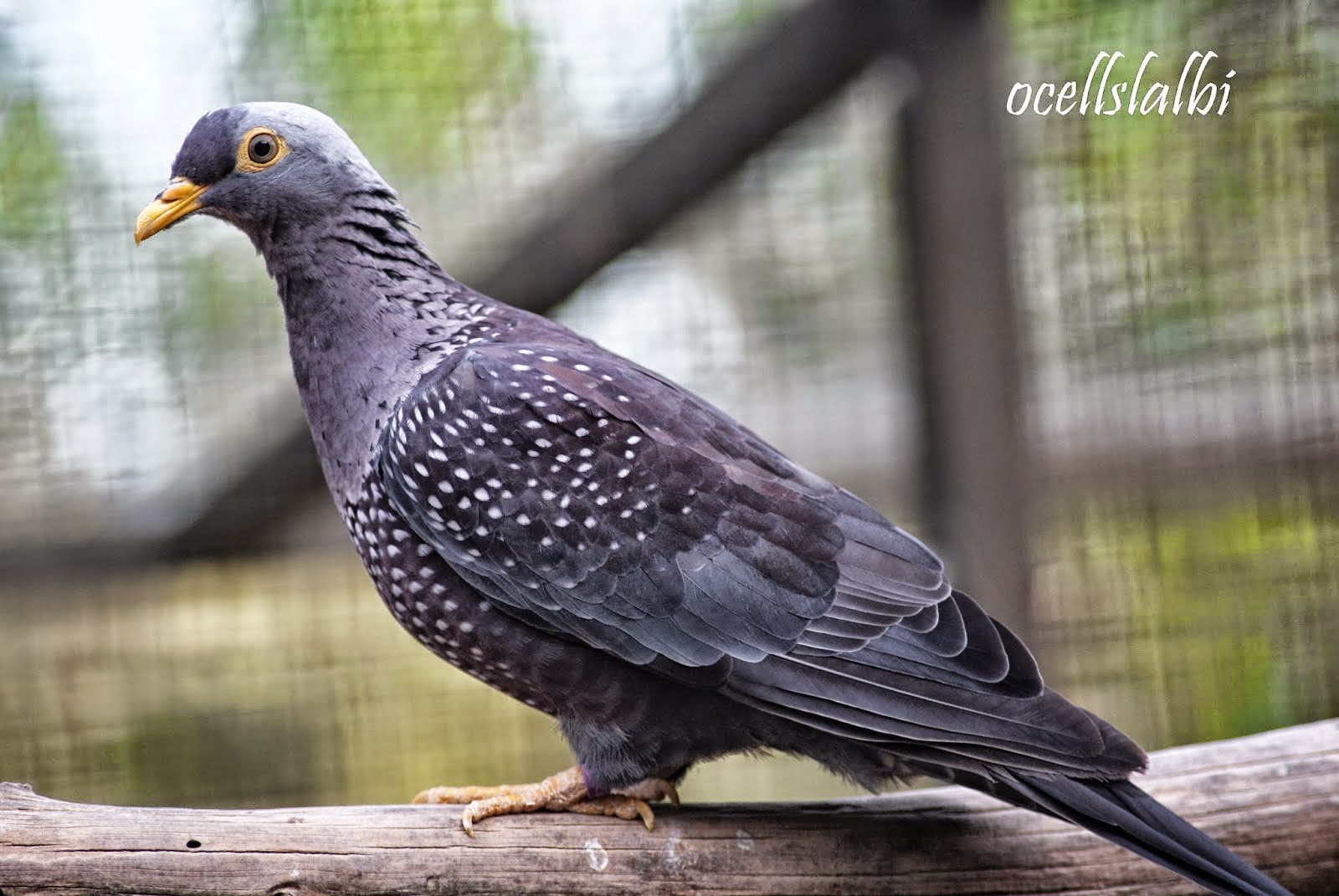 PERÚ PALOMAS MENSAJERAS : Muy buen articulo Experimentos sobre colores ...