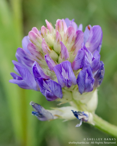 Prairie Wildflowers: Ascending Purple Milk-Vetch: Blue and Purple Flowers