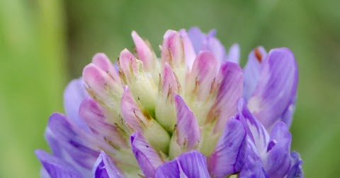Prairie Wildflowers: Ascending Purple Milk-Vetch: Blue and Purple Flowers