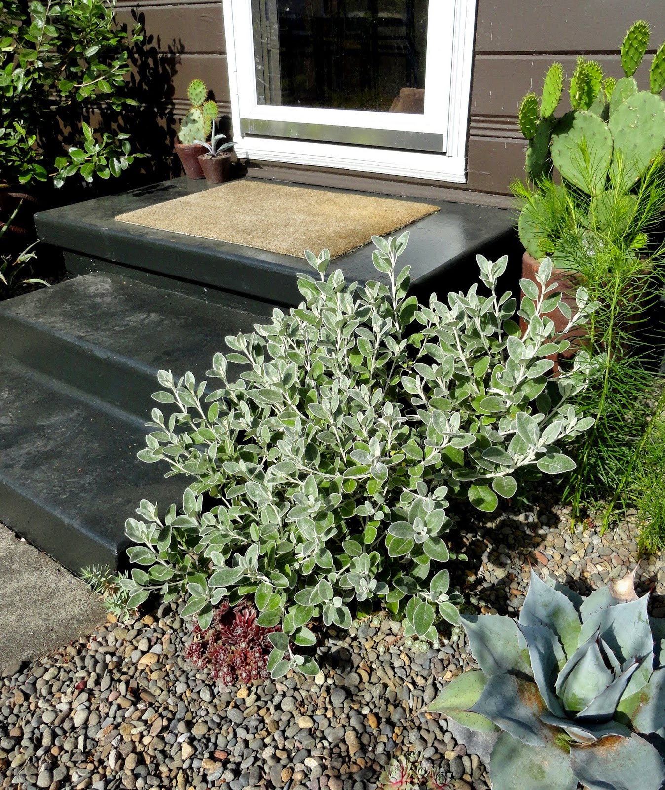 danger garden: Brachyglottis greyi is my favorite plant in the garden ...