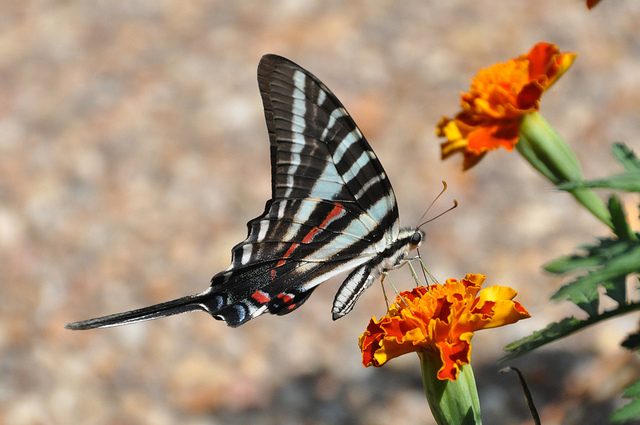 The Sublime Swallowtail Butterfly | The Ark In Space