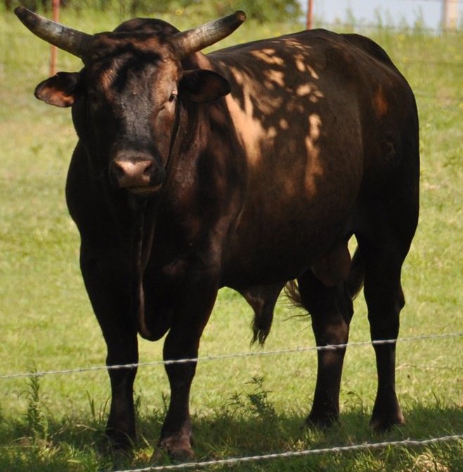 Rank: Bull Riding News: Breeder Profile: Bloyd Bucking Bulls