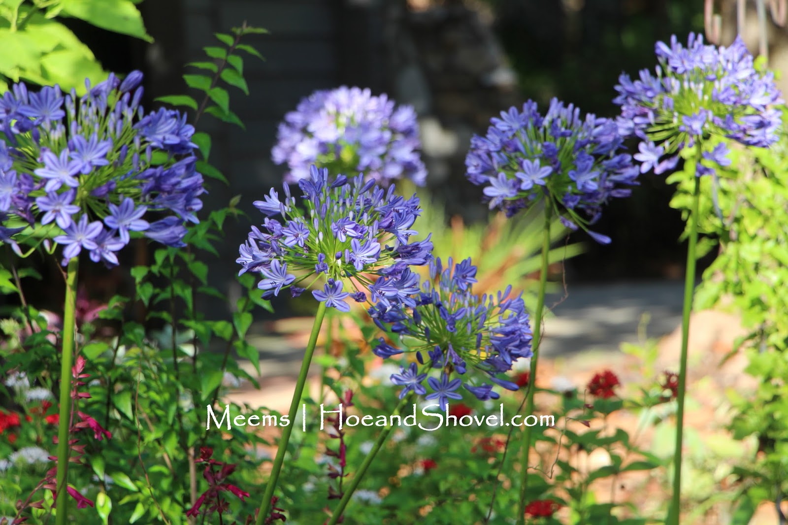 Hoe and Shovel: Aggies Light Up Spring/Summer Garden