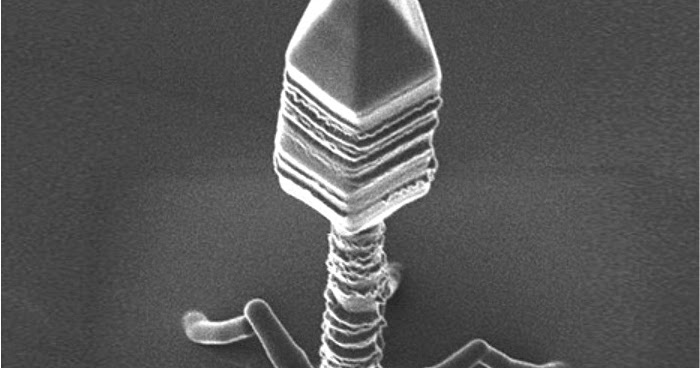 '18 : Scanning electron micrograph of a bacteriophage
