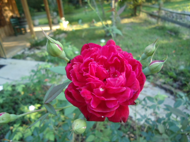 Cracker Rose Acre - Fort White - Florida: CRACKER ROSE ACRES fall ...