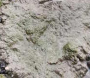 How to Differentiate Silt from Sand?