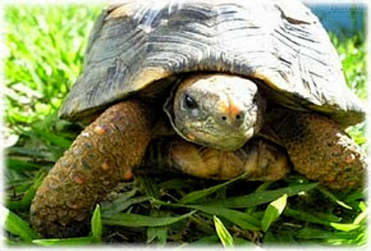 Você sabe qual é o animal mais lento do mundo? - Jornal do Pet