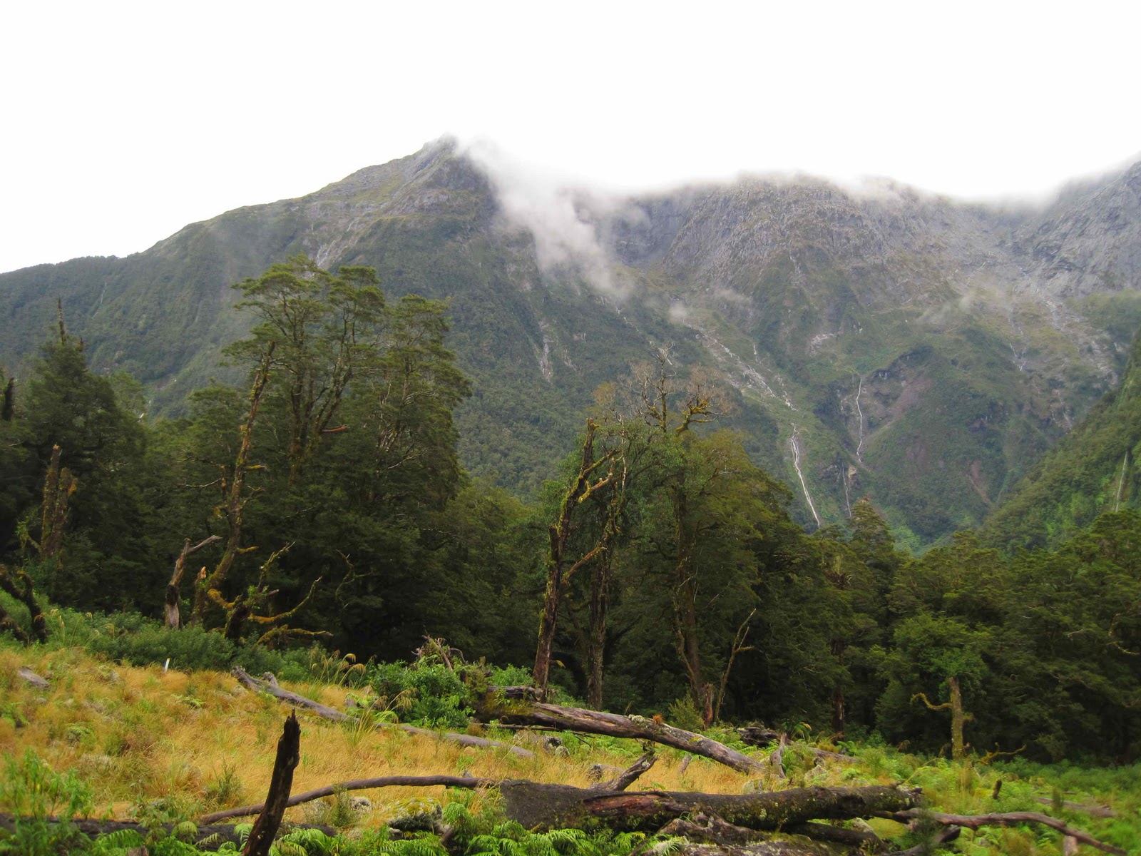 Carolyn in Aotearoa: Milford Track, Day Four: Dumpling Hut to Sandfly ...