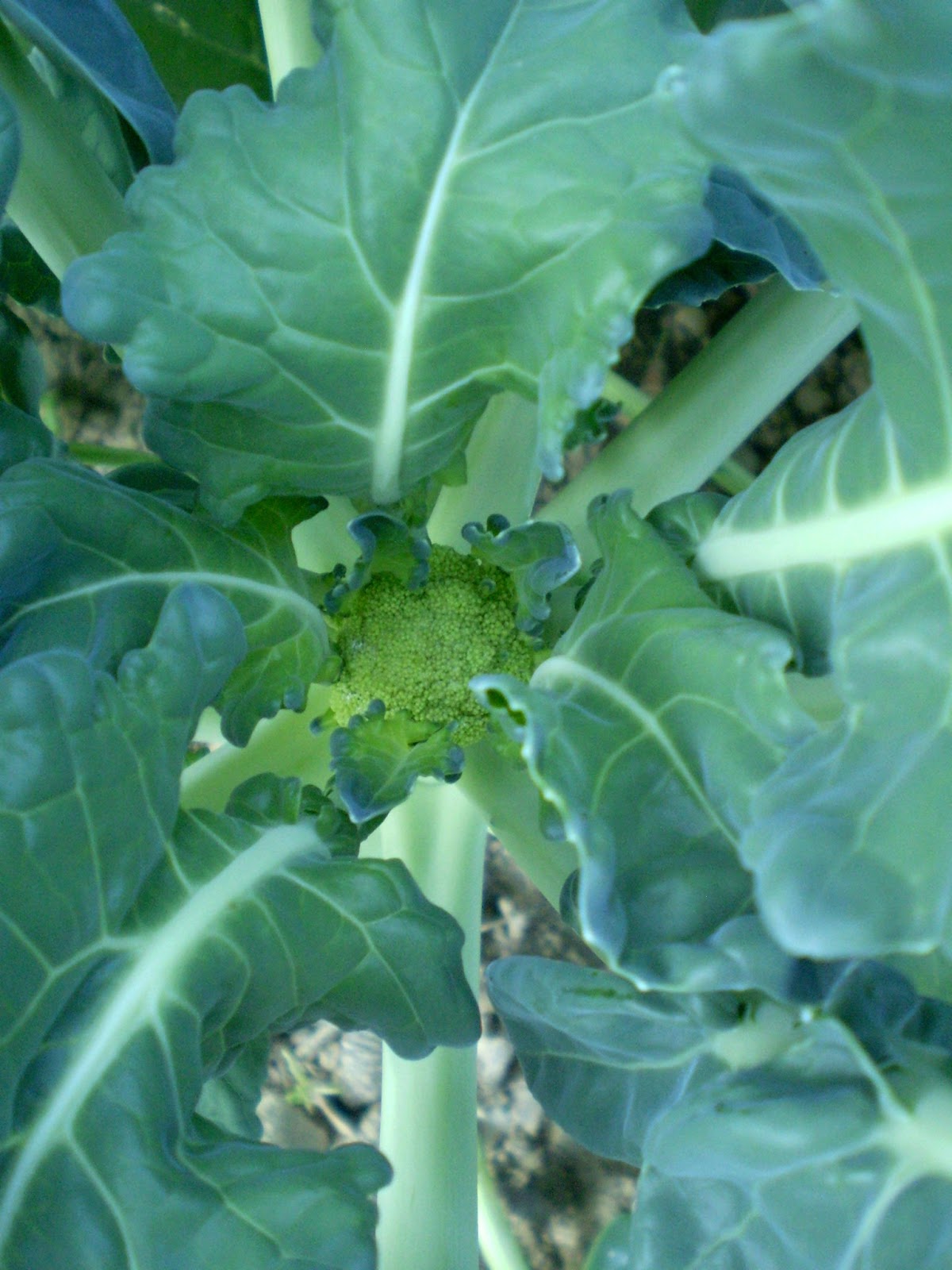 Columbia Creations: Looks good enough to eat!