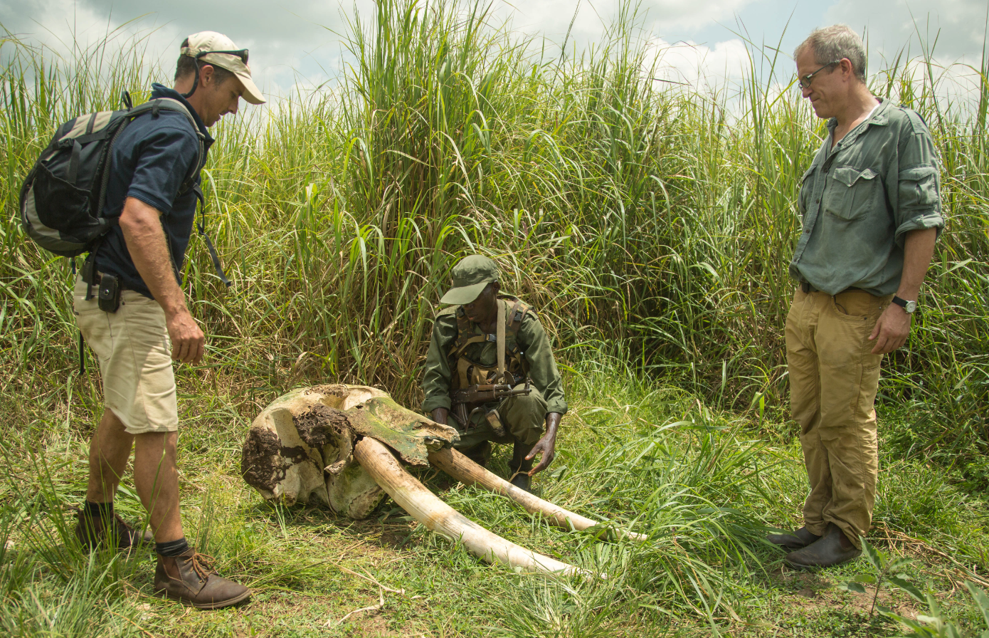 Susan's Disney Family: Exciting Elephant shows coming soon from Nat Geo ...