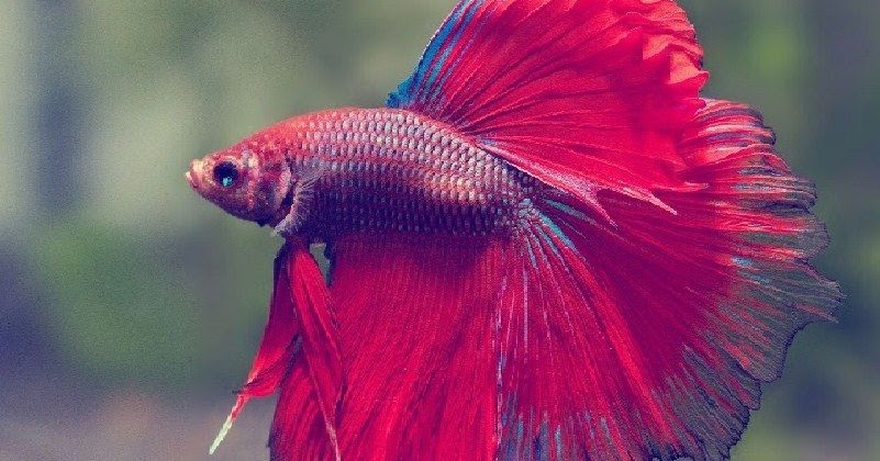 Cara Merawat Ikan Cupang Red Dragon - Jenis Ikan Cupang